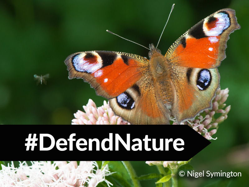 Defend Nature campaign update | Sussex Wildlife Trust