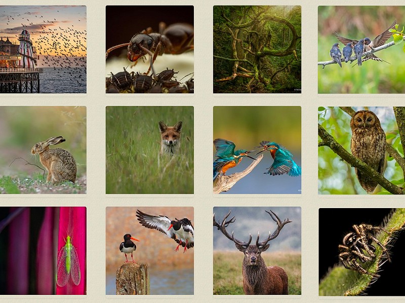 Into the Wild photo competition - public vote open | Sussex Wildlife Trust