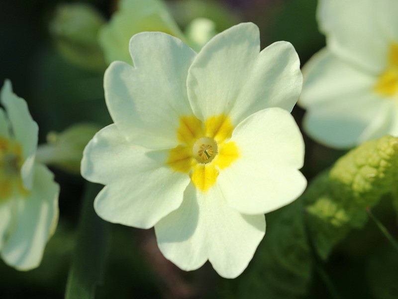 Species of the day: Primrose | Sussex Wildlife Trust
