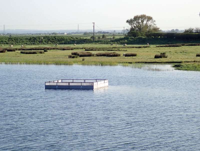 Rafts for nesting Common Terns | Rye Harbour Nature Reserve