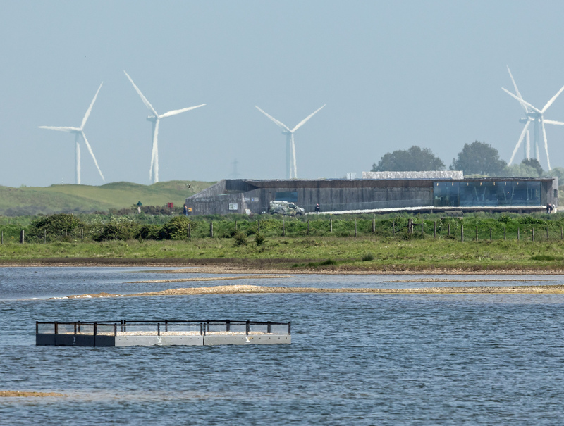 Rafts for nesting Common Terns | Rye Harbour Nature Reserve