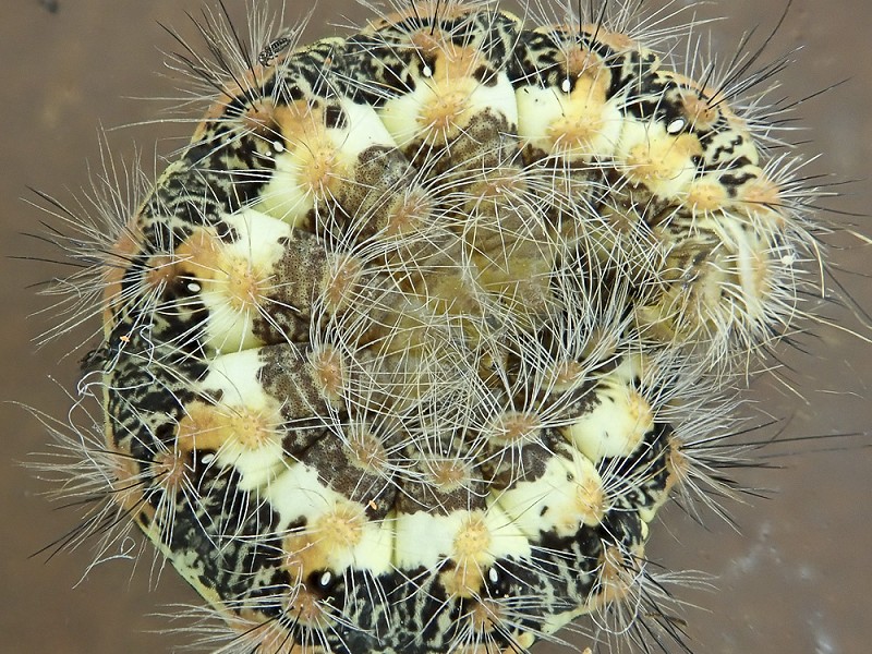 The Reed Dagger | Sussex Wildlife Trust