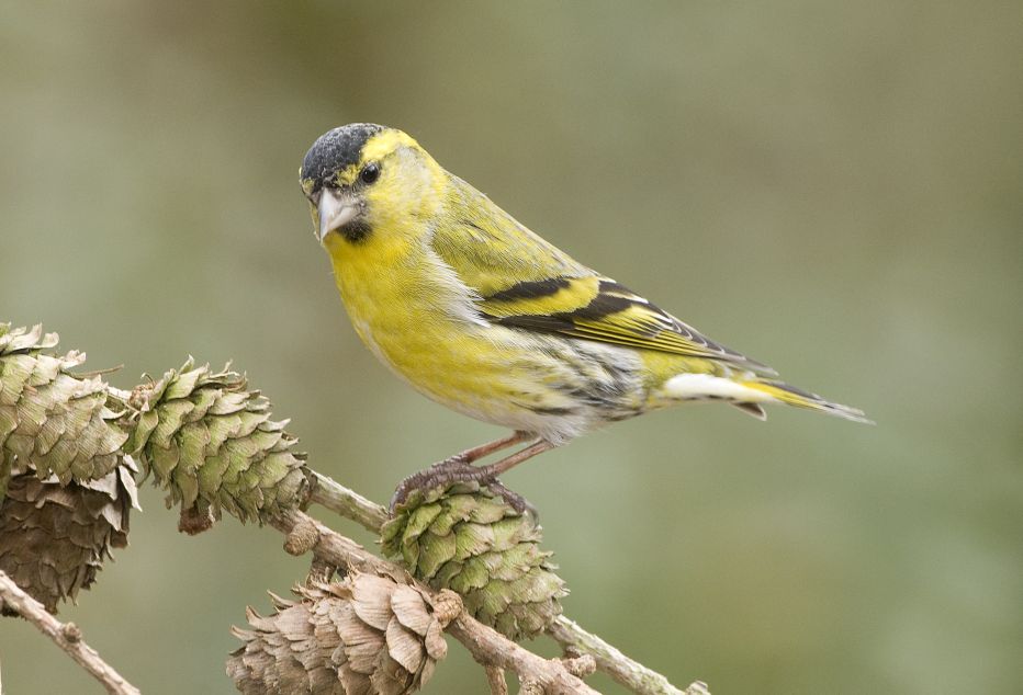 Say hello and wave goodbye | Sussex Wildlife Trust