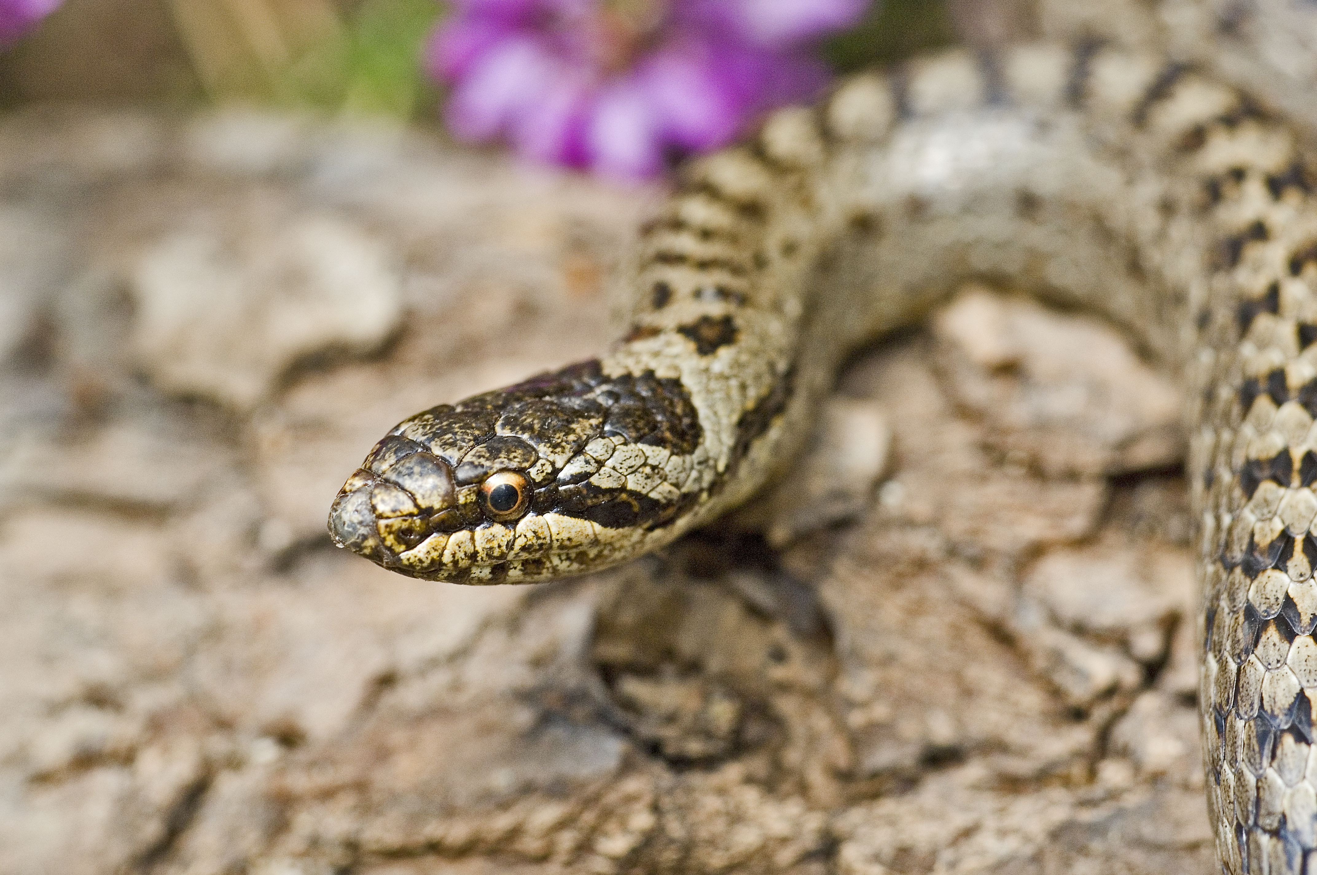 The Great British Snake Off | Sussex Wildlife Trust