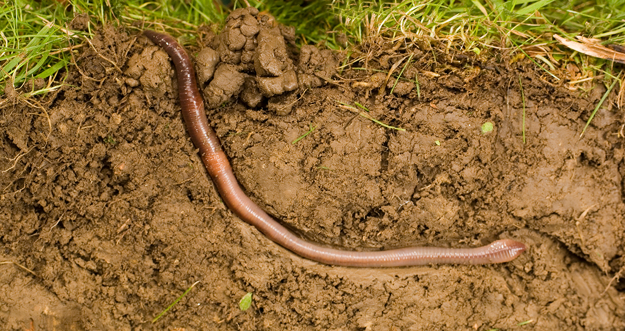 Some sleepy facts | Sussex Wildlife Trust