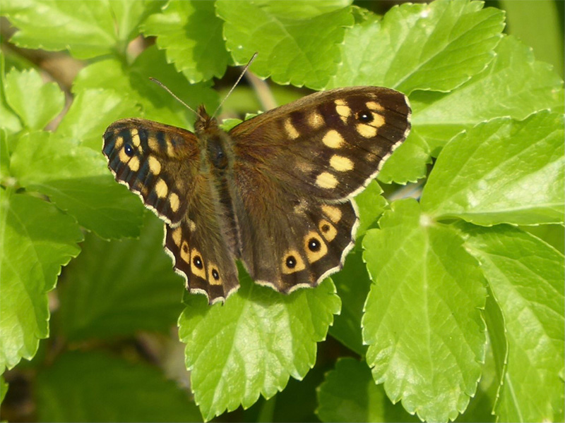 Spring Walk in Friston Forest | Sussex Wildlife Trust