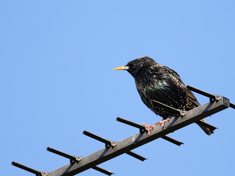 Species of the day: Starling | Sussex Wildlife Trust