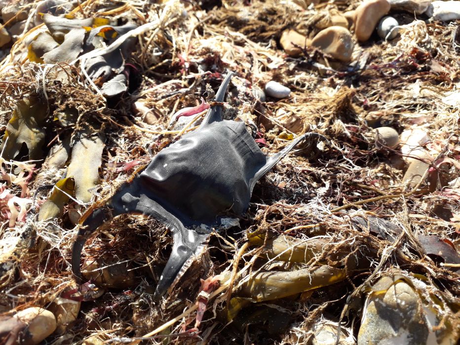 Silent boogie wonderland on the beach with Wild Coast Sussex | Sussex ...