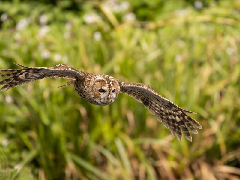 Silent and stealthy. The Tawny Owl | Sussex Wildlife Trust