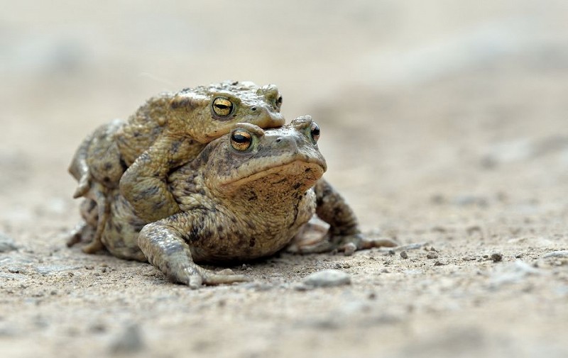 Species of the day: Common Toad | Sussex Wildlife Trust