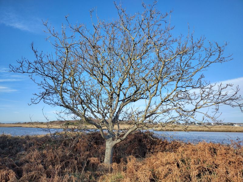 Nature's mood-boosting patterns | Sussex Wildlife Trust