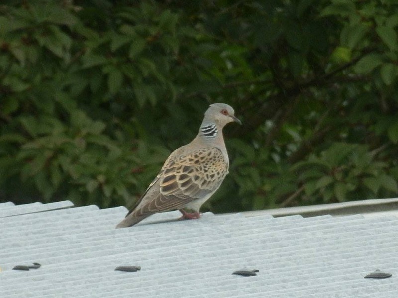 Corona Wildlife Diary: Day Eighty-one | Sussex Wildlife Trust