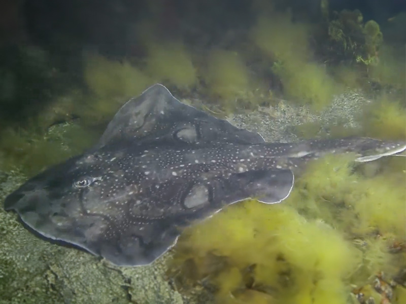 Understanding Undulate Rays in Sussex | Rye Harbour Nature Reserve