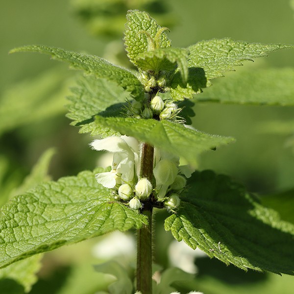 Species of the day: White Dead-nettle | Sussex Wildlife Trust