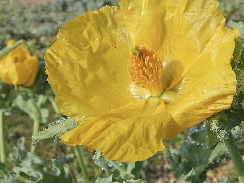 Shingle Flowers - a virtual visit to Rye Harbour Nature Reserve ...
