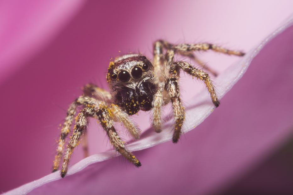 Spider superpowers | Rye Harbour Nature Reserve
