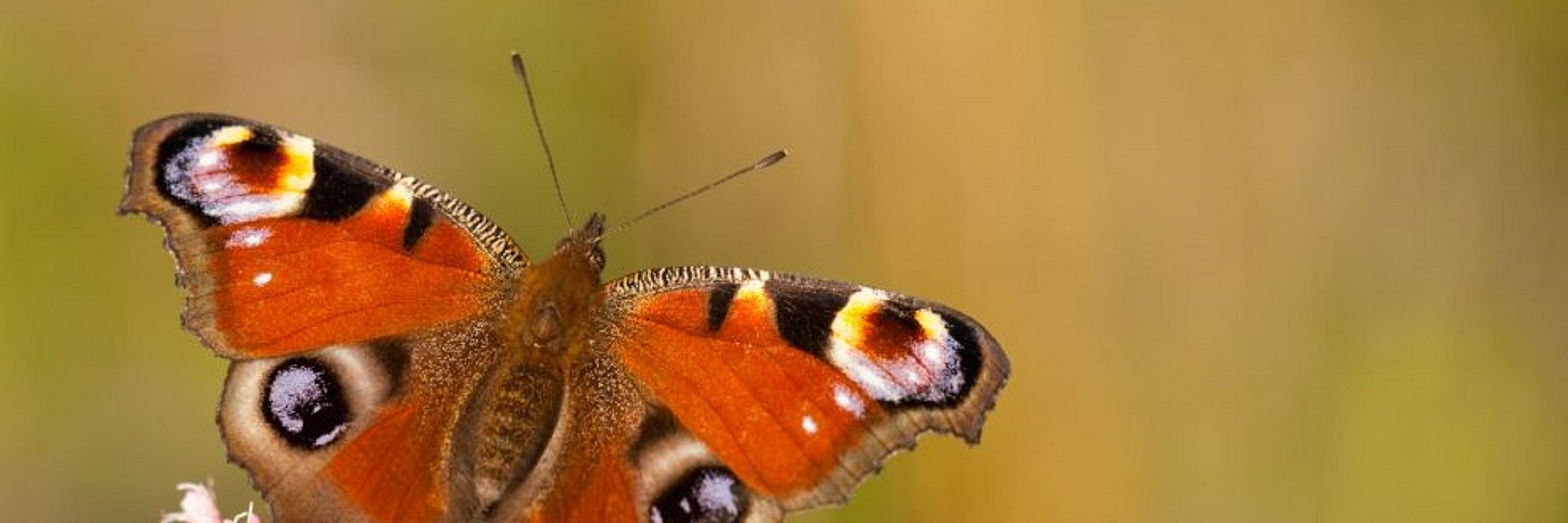 Where do butterflies and moths go in winter? | Sussex Wildlife Trust