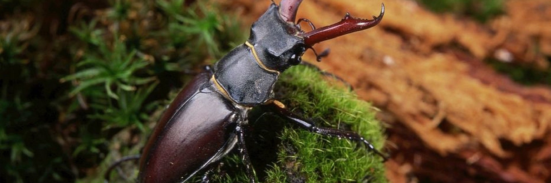 How can I build a bug tower in my garden? | Sussex Wildlife Trust