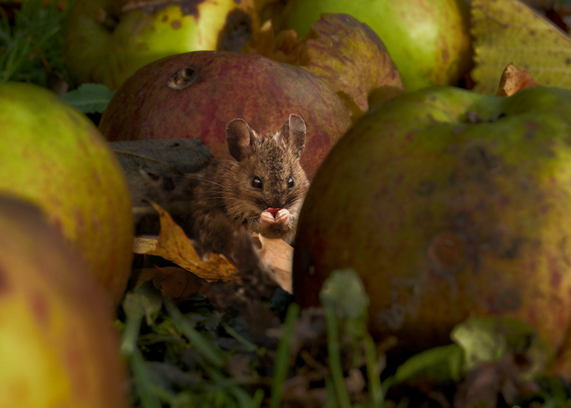 Creatures of the night | Sussex Wildlife Trust