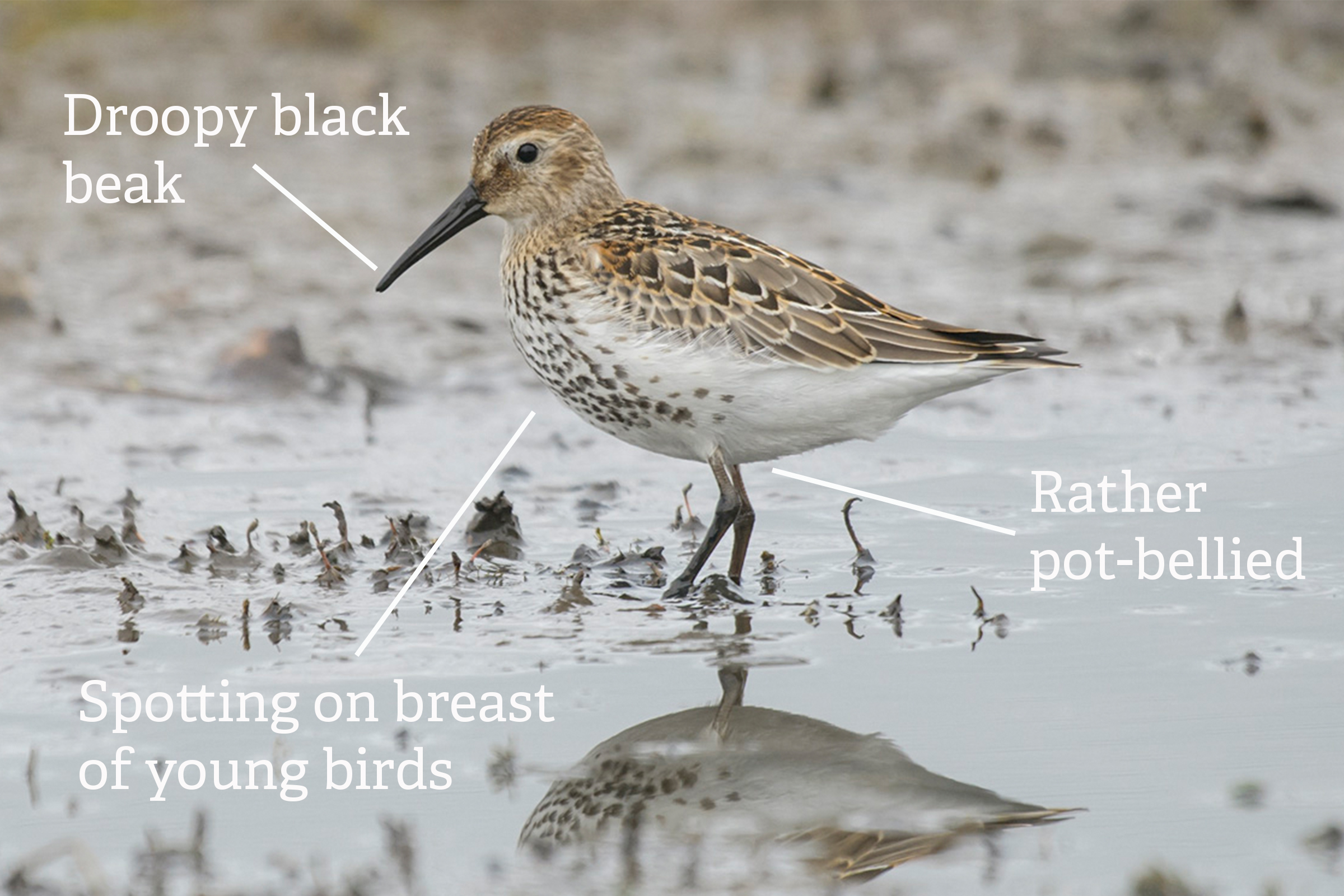 Wading into autumn | Sussex Wildlife Trust