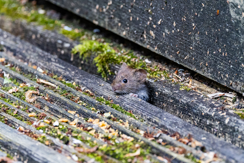 Behind the Lens - Stephen Redden | Sussex Wildlife Trust