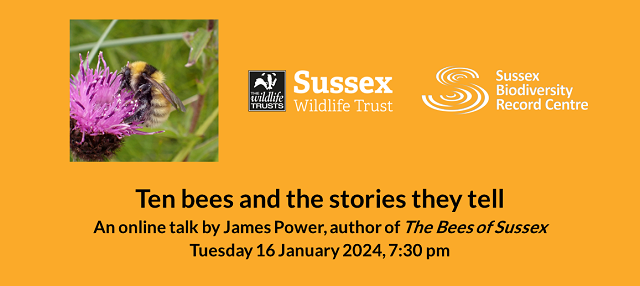 Webinar: Ten bees and the stories they tell | Sussex Wildlife Trust