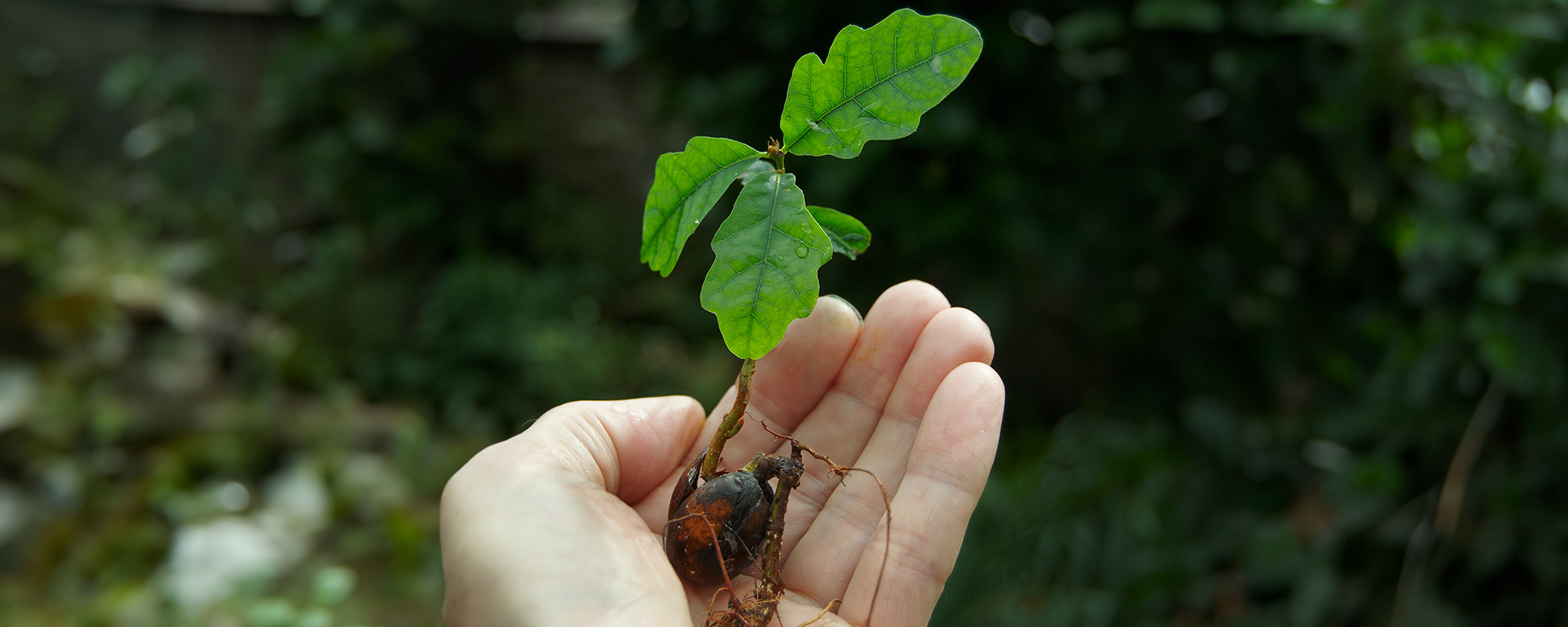 Nextdoor Nature Hub | Sussex Wildlife Trust