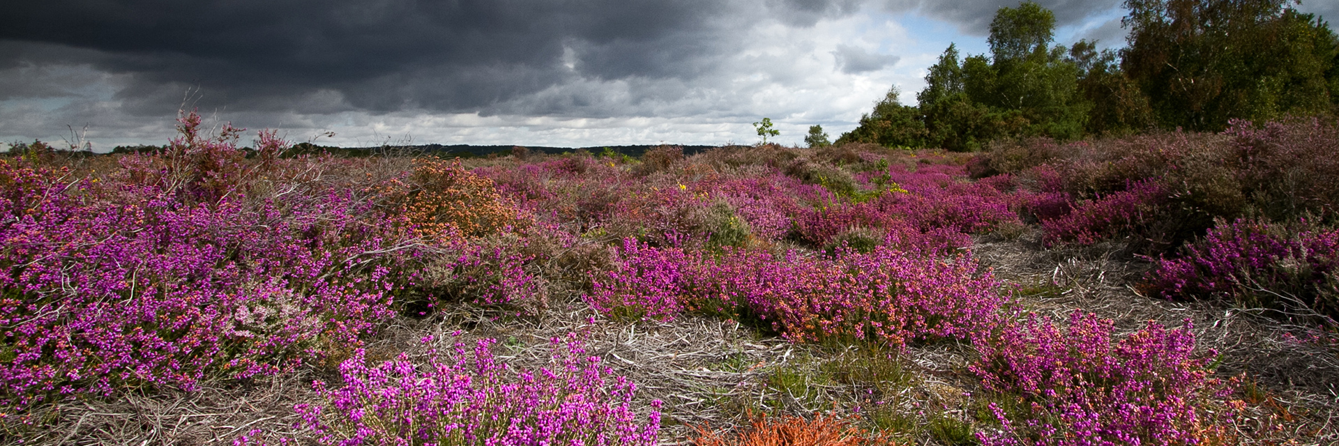 Heathland | Sussex Wildlife Trust