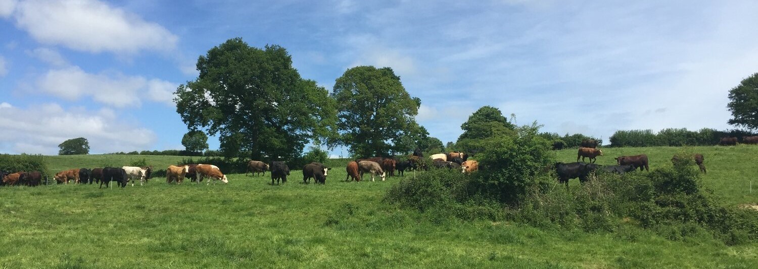 Nature Friendly Farming | Sussex Wildlife Trust