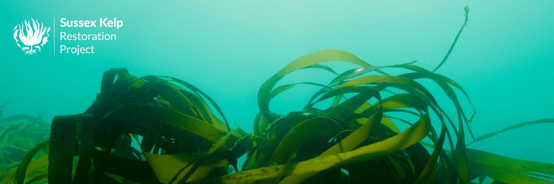 Sussex Kelp Recovery Project | Sussex Wildlife Trust