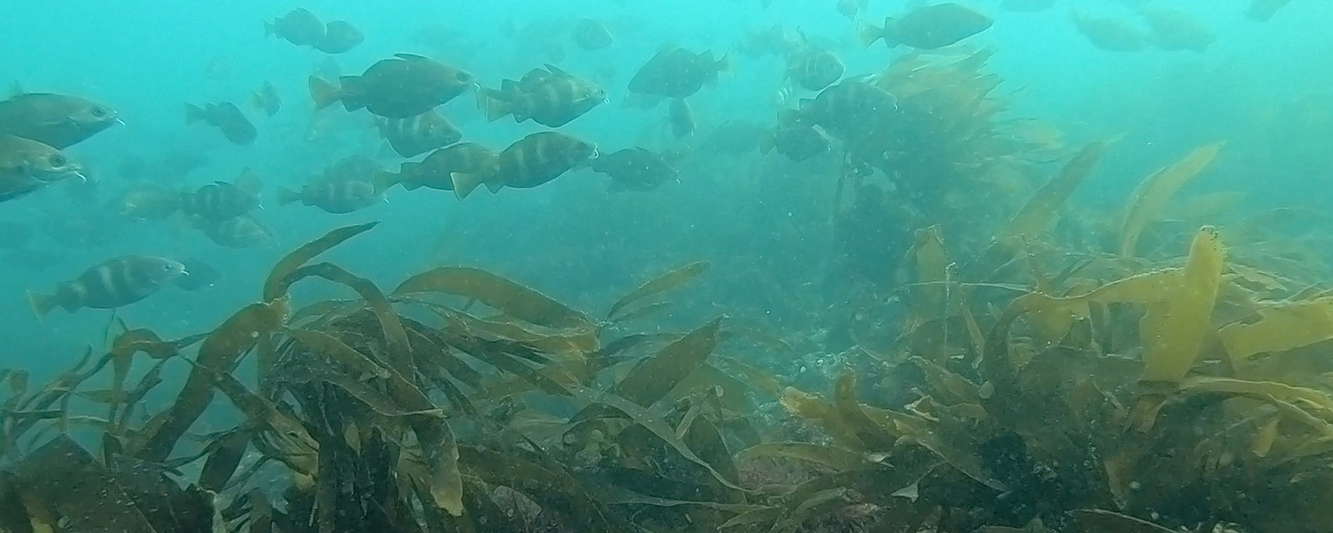 Sussex Kelp Recovery Project | Sussex Wildlife Trust