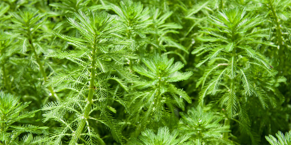 Non-native Invasive Species | Sussex Wildlife Trust