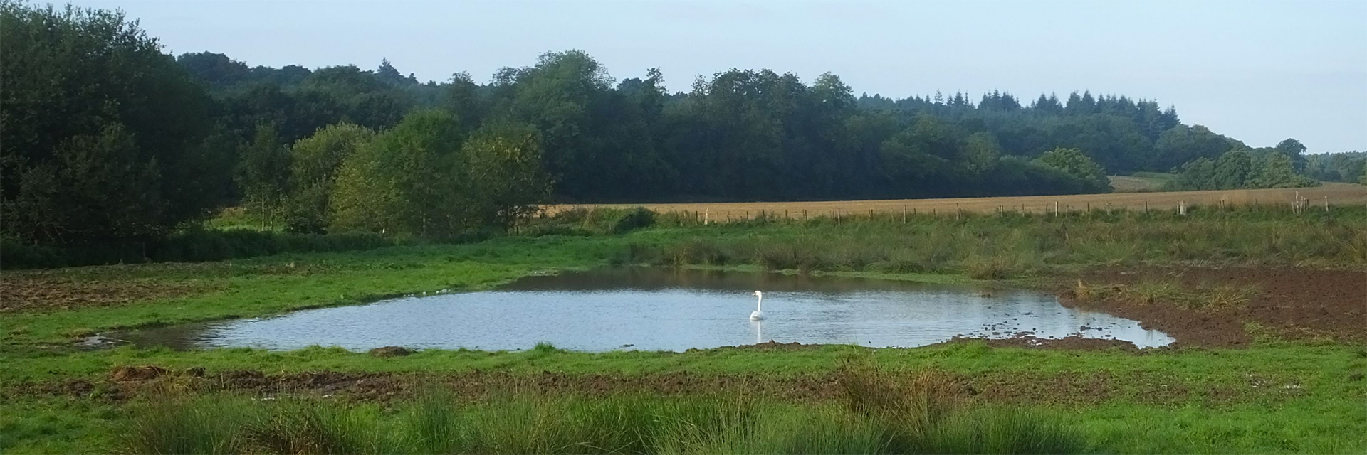 Wader Scrapes and Temporary Ponds | Sussex Wildlife Trust