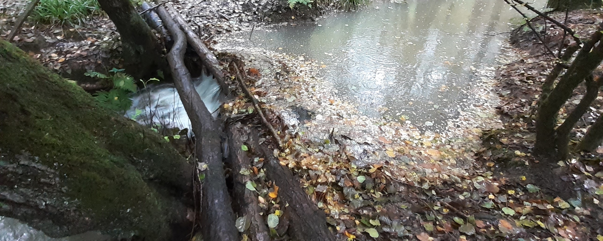 Wilding and Natural Processes | Sussex Wildlife Trust