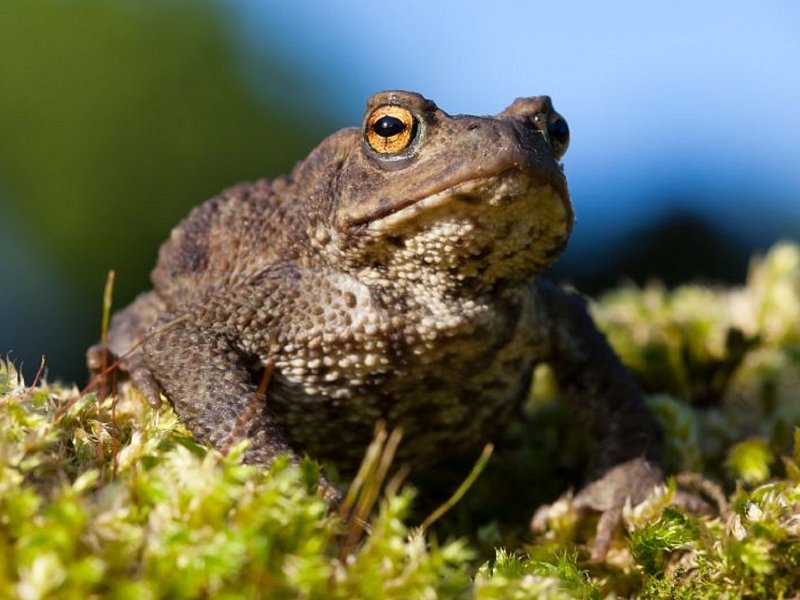 Toads on the move | Sussex Wildlife Trust