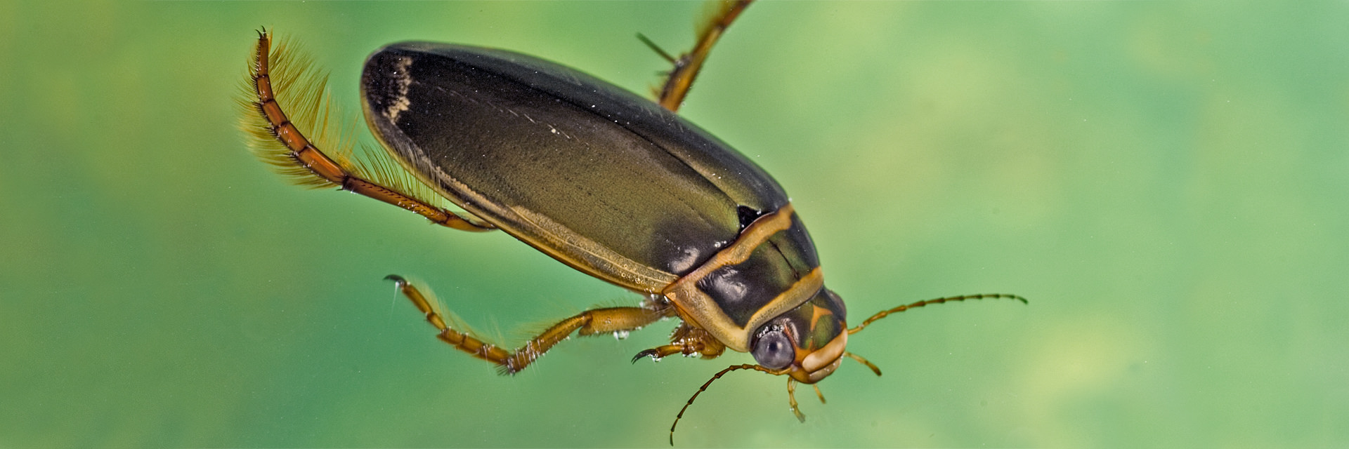 Invertebrates | Sussex Wildlife Trust
