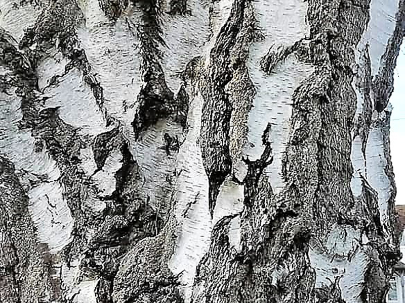 Bark patterns | Sussex Wildlife Trust