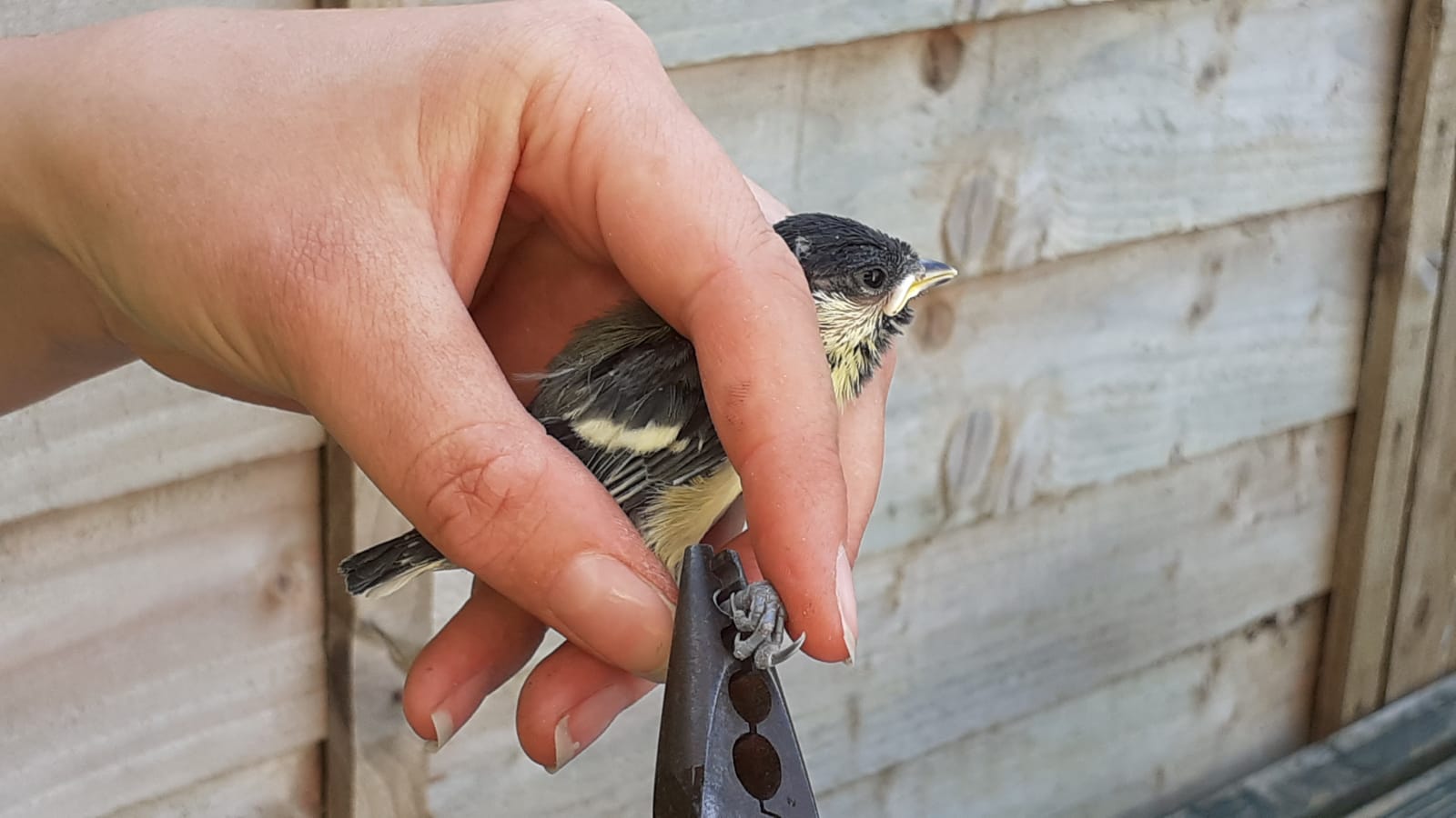Bird ringing | Sussex Wildlife Trust