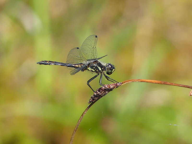 Is climate change impacting the dragonflies and damselflies of Sussex? | Sussex Wildlife Trust