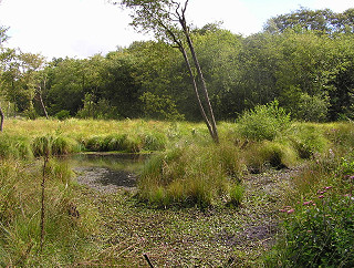 Burton & Chingford Ponds Local Nature Reserve Visitor Survey | Sussex ...