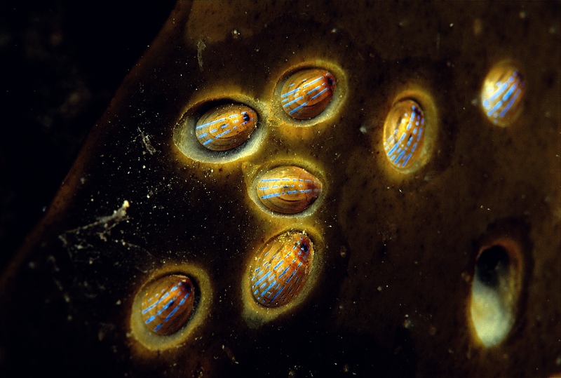 Behind the Lens with Paul Naylor | Sussex Wildlife Trust