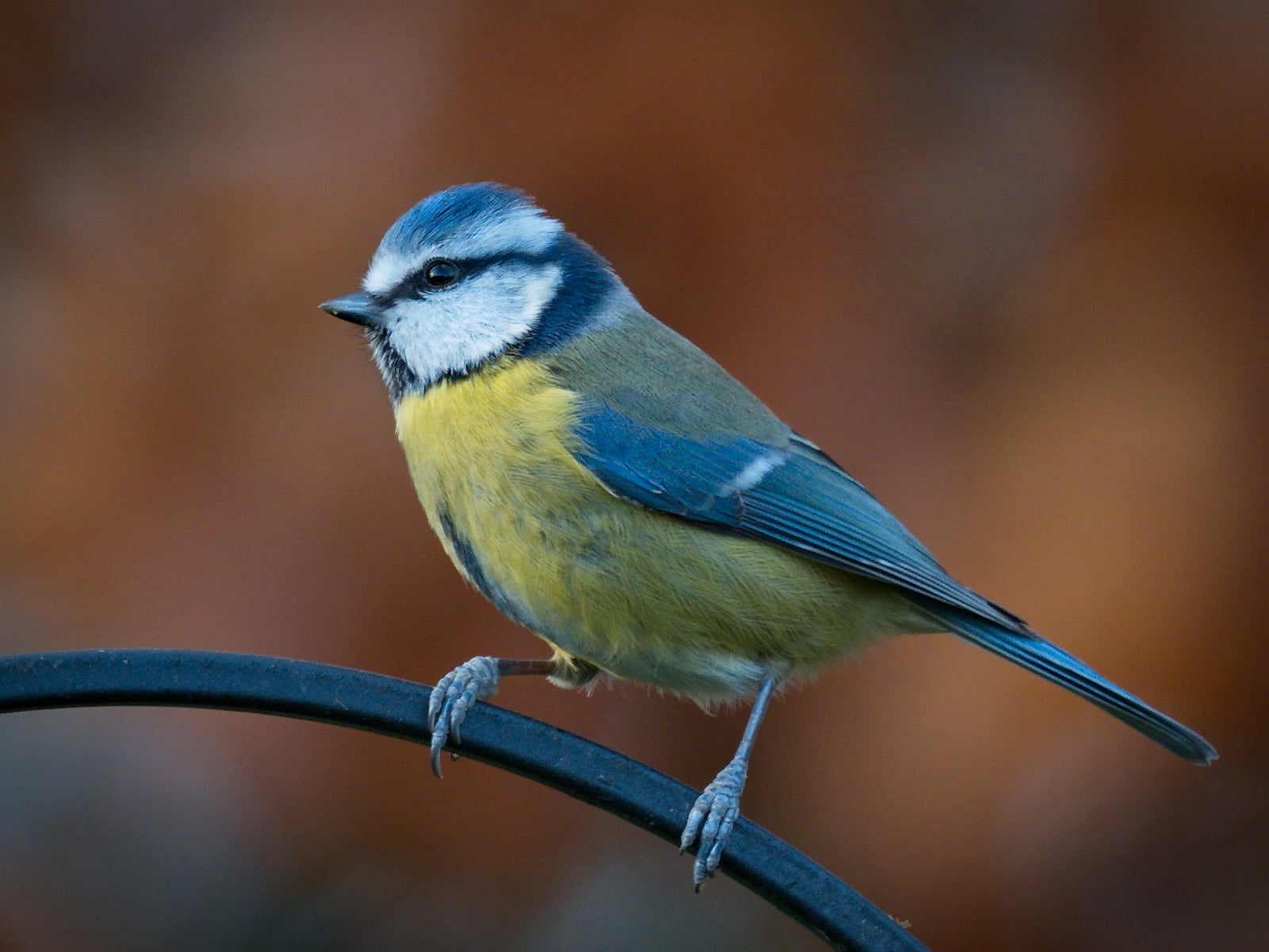 Garden Birdwatching Guide | Sussex Wildlife Trust