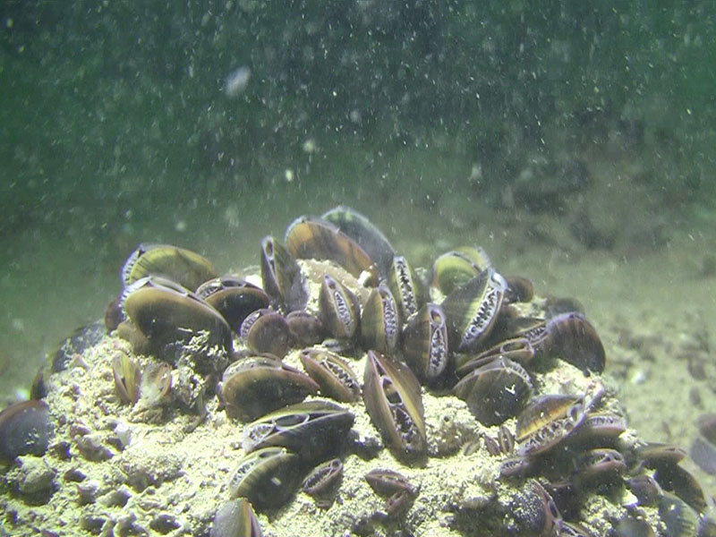 Sussex Kelp Recovery Project - 2023 round-up | Sussex Wildlife Trust