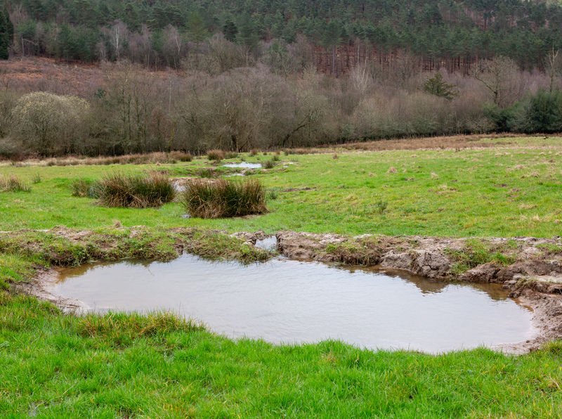 Farming - working with nature | Sussex Wildlife Trust