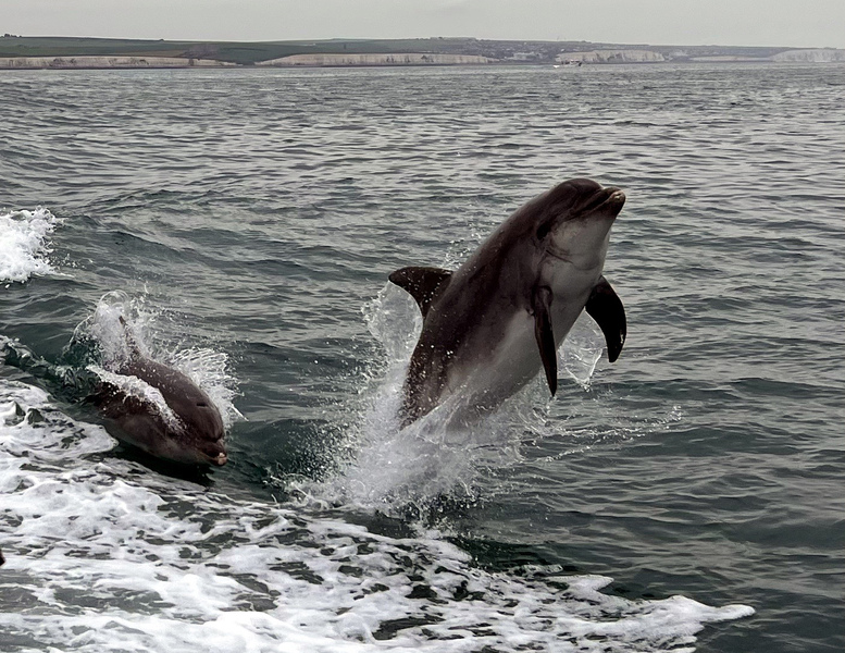 Marine Photo Competition - the winners! | Sussex Wildlife Trust