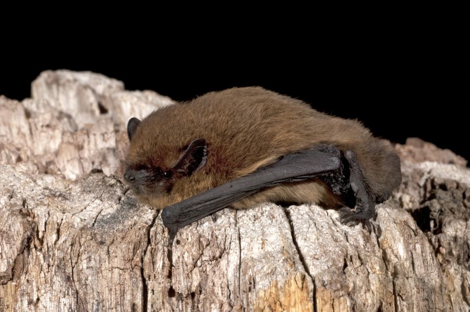 Dusk Birds and Bats - 30 Days Wild (24/06/23) - FULLY BOOKED | Sussex ...