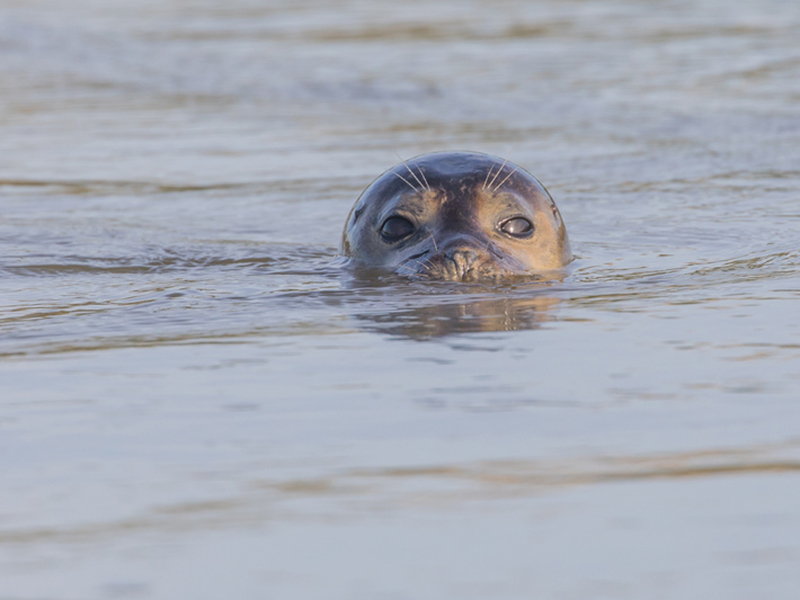 Behind the Lens with Lisa Saw | Sussex Wildlife Trust