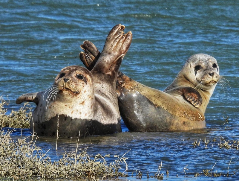Celebrating the seals of Rye Harbour Nature Reserve for International ...