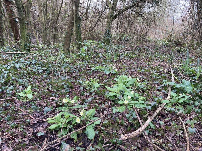 Community Group Focus: Polegate Jubilee Nature Reserve | Sussex ...