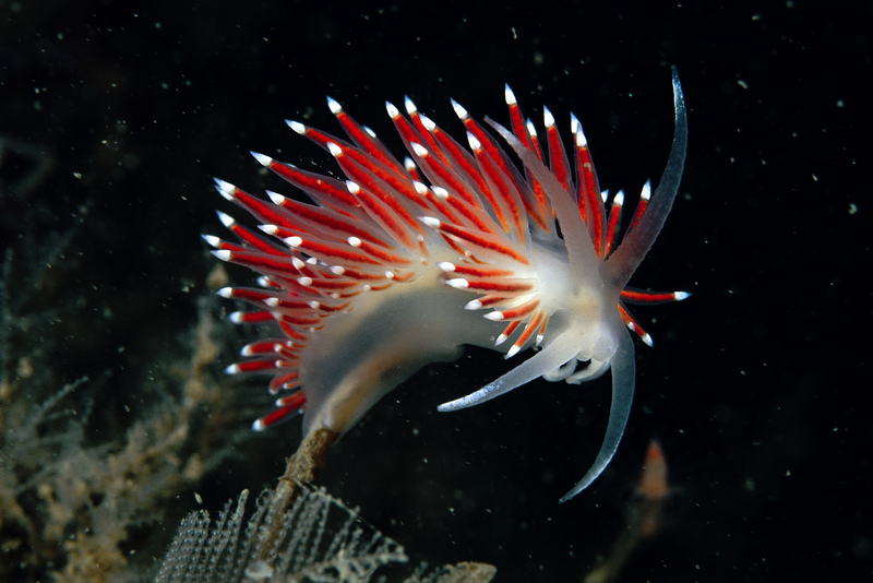 Behind the Lens with Paul Naylor | Sussex Wildlife Trust